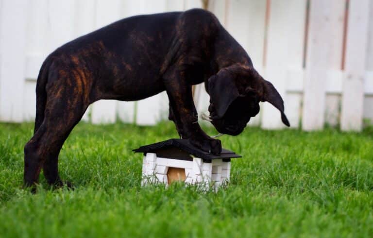 can-dogs-eat-corn-muffins