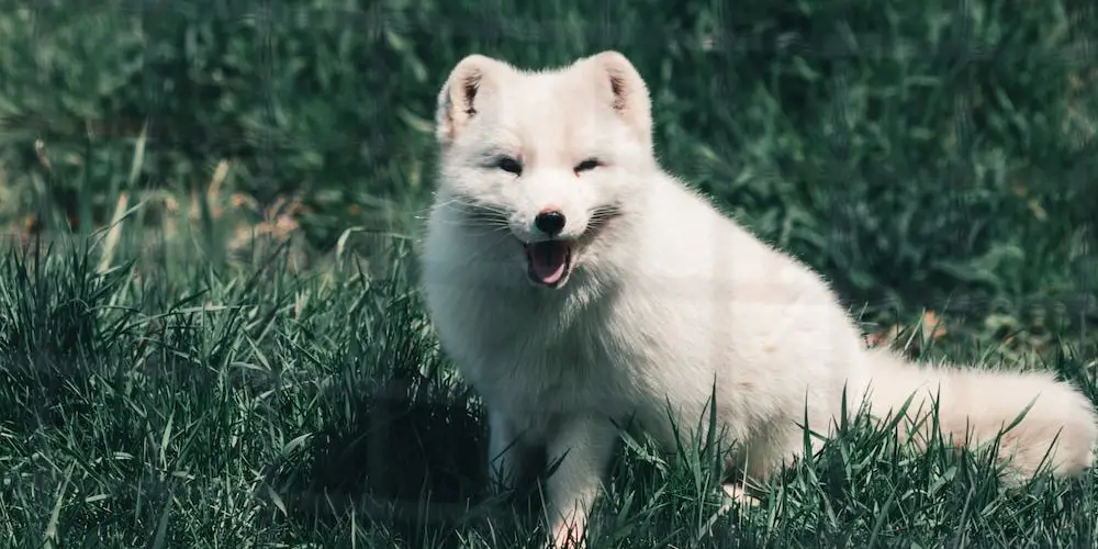 Are Dog Parks Safe For Your Pet are-dog-parks-safe-for-your-pet